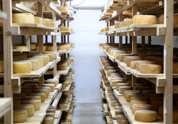 Vereschagin cheese — Верещагин сыр